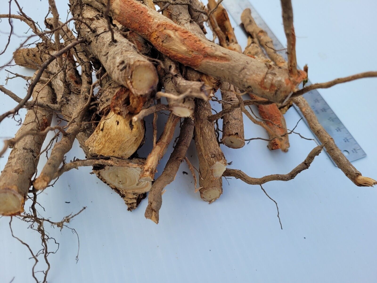 4 Ounces++ SASSAFRAS ROOTS Fresh Wild Grown Sassafras Roots With Bark ...