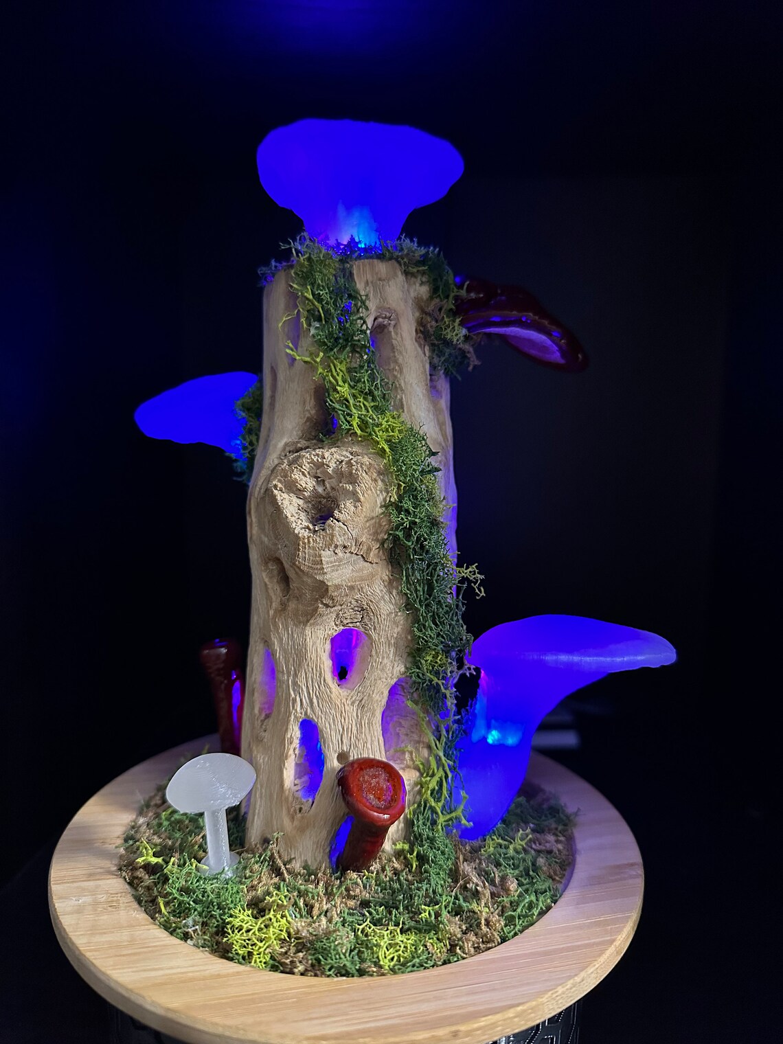 Glowing Blue/pink Mushrooms Real Reishi Real Moss Cholla Wood Fantasy ...
