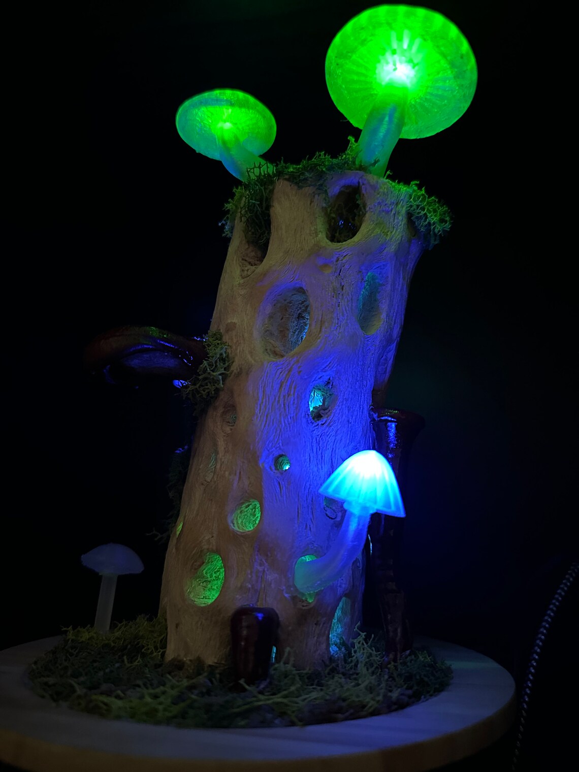 Glowing Blue/green Mushrooms Real Reishi Real Moss Cholla Wood - Etsy