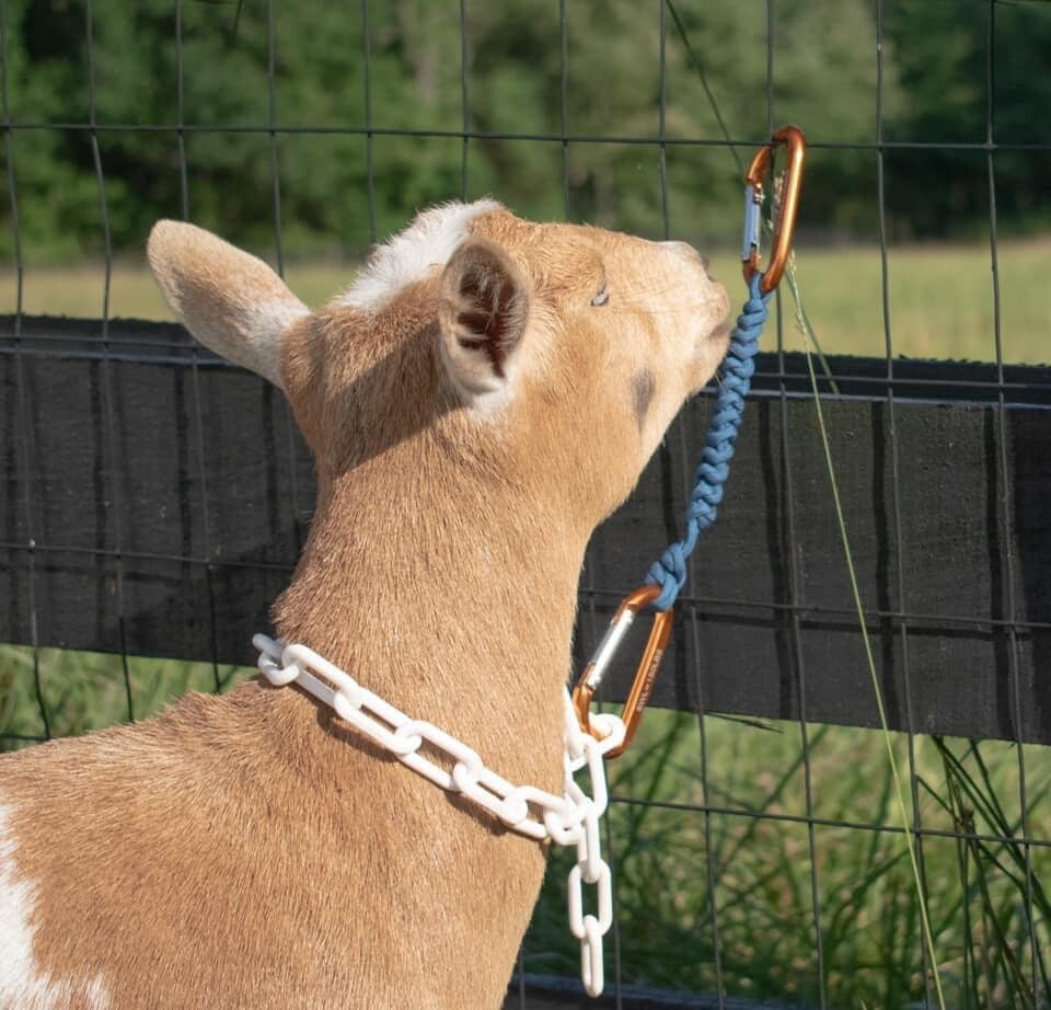 DELUXE Goat & Sheep Show Starter Kit - Etsy