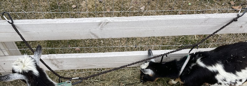 Goat & Sheep Show Tie Line - Etsy