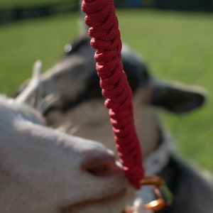 DELUXE Goat & Sheep Show Starter Kit - Etsy