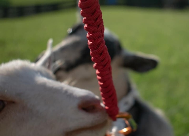 DELUXE Goat & Sheep Show Starter Kit - Etsy