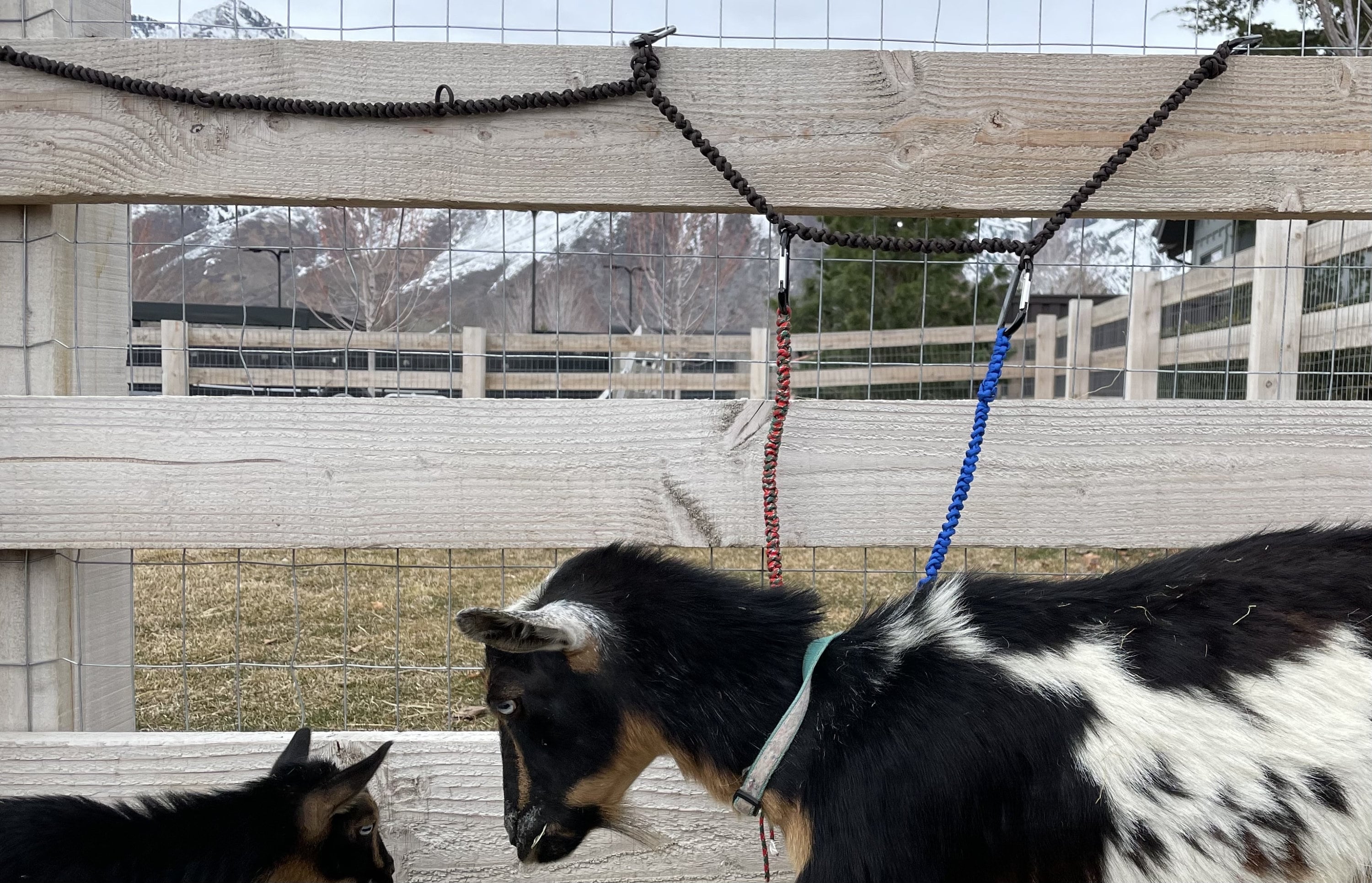 Goat & Sheep Show Tie Line - Etsy