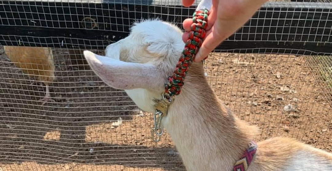 Adjustable Goat & Sheep Show Collar With Chain - Etsy