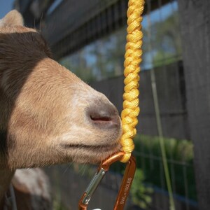 DELUXE Goat & Sheep Show Starter Kit - Etsy