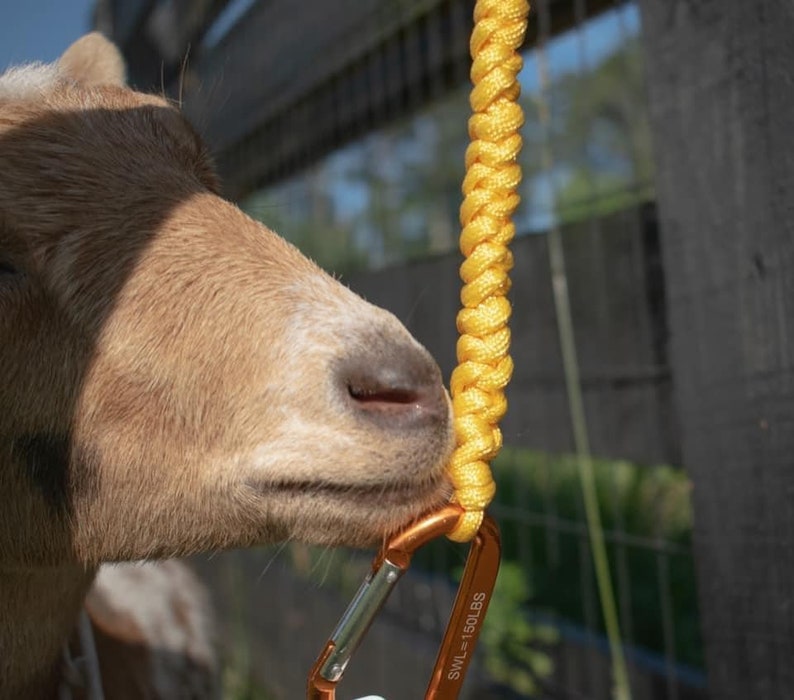 DELUXE Goat & Sheep Show Starter Kit - Etsy