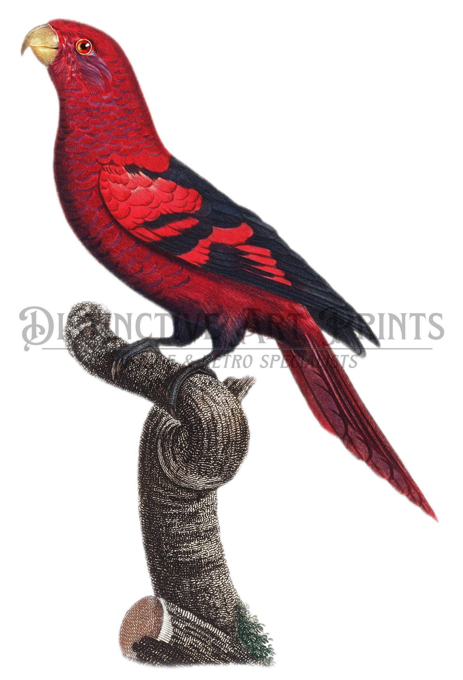 Parrot Clipart | 6 Vintage Red-colored Parrots | Digital Clip Art ...