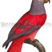 Parrot Clipart | 6 Vintage Red-colored Parrots | Digital Clip Art ...