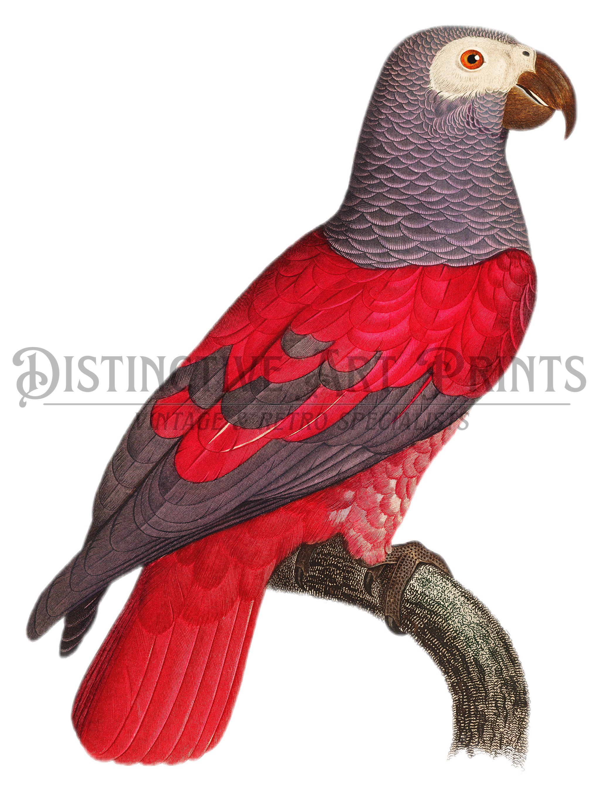 Parrot Clipart 6 Vintage Red-colored Parrots Digital Clip Art High ...