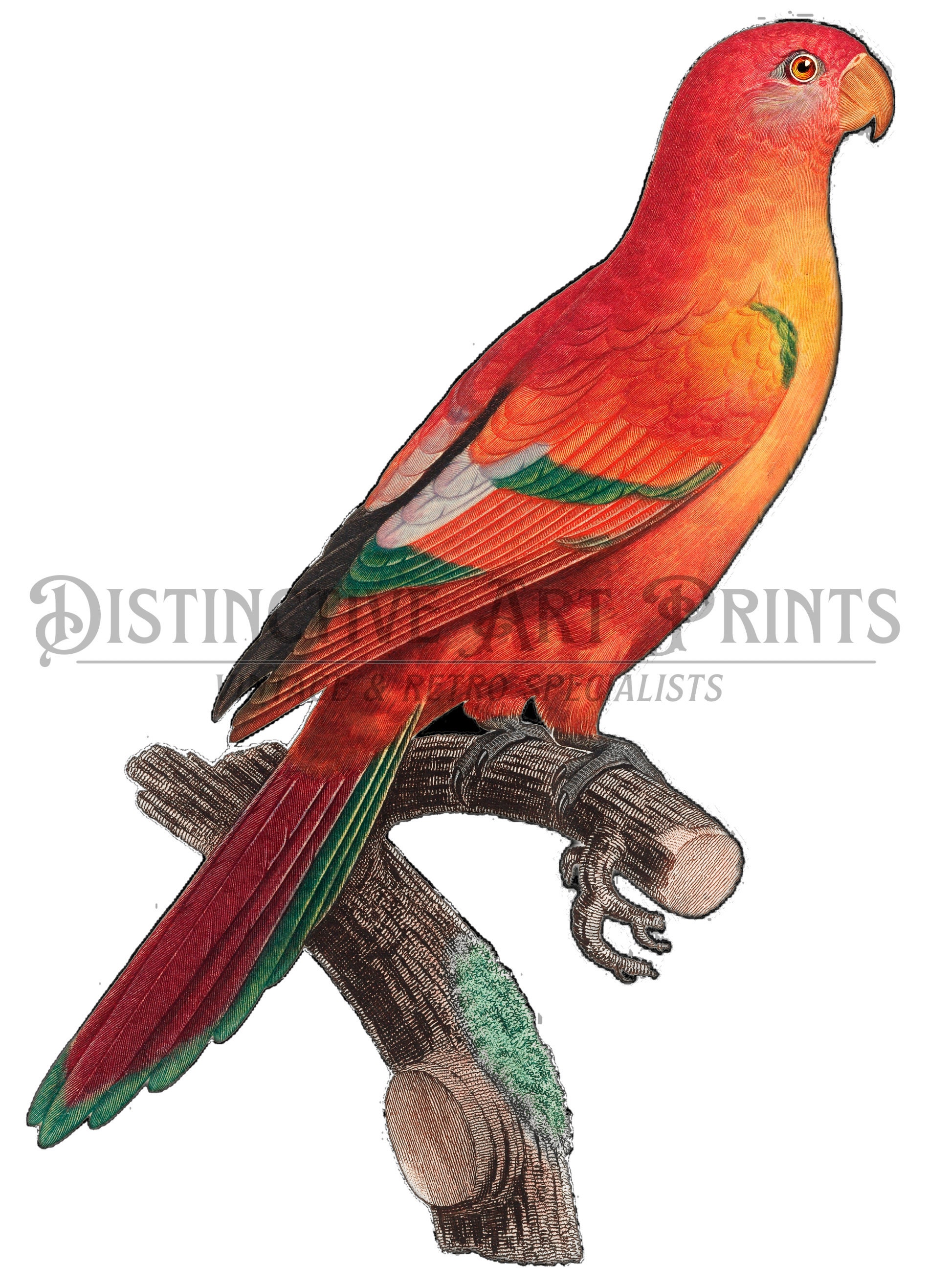 Parrot Clipart 6 Vintage Red-colored Parrots Digital Clip Art High ...