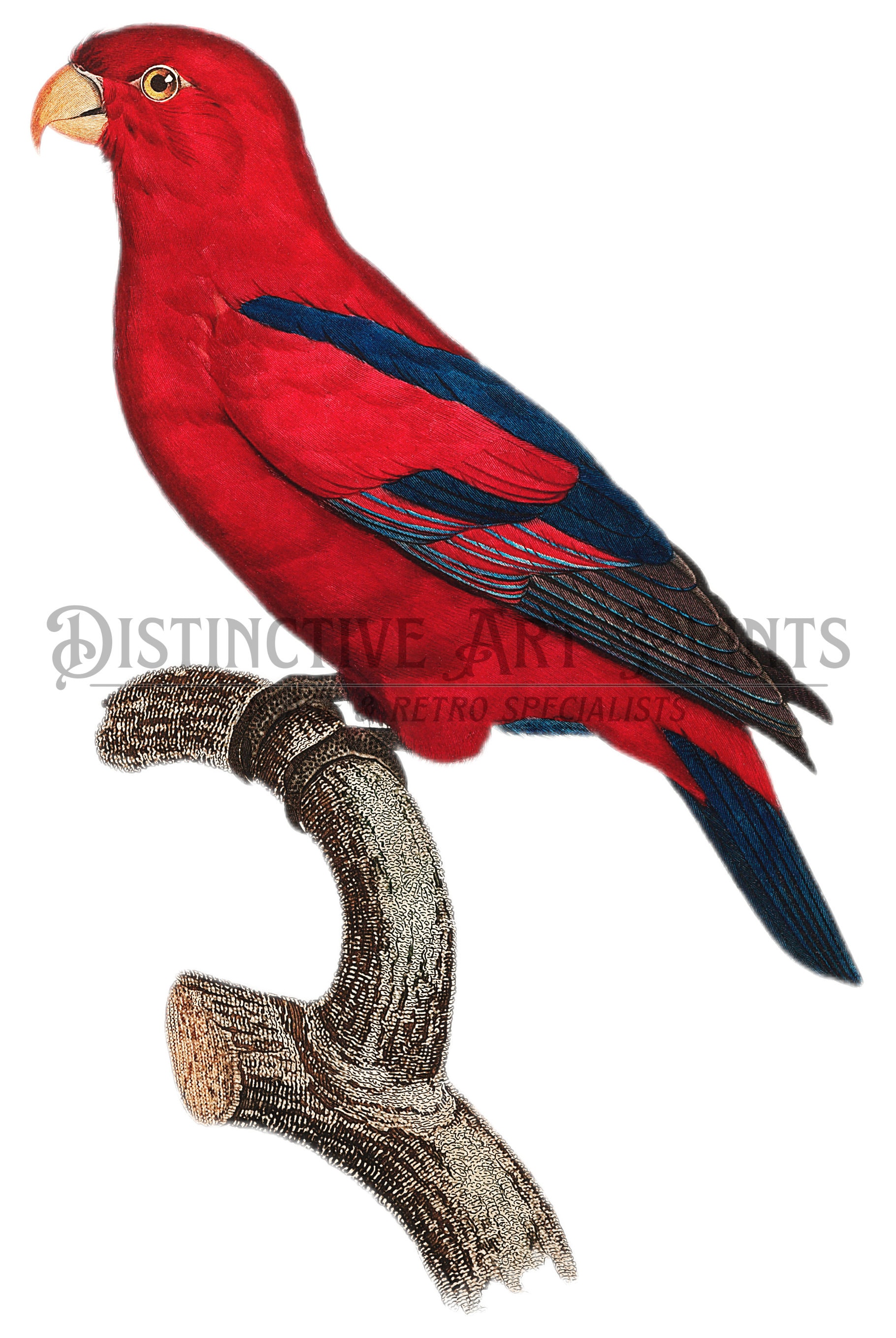 Parrot Clipart 6 Vintage Red-colored Parrots Digital Clip Art High ...