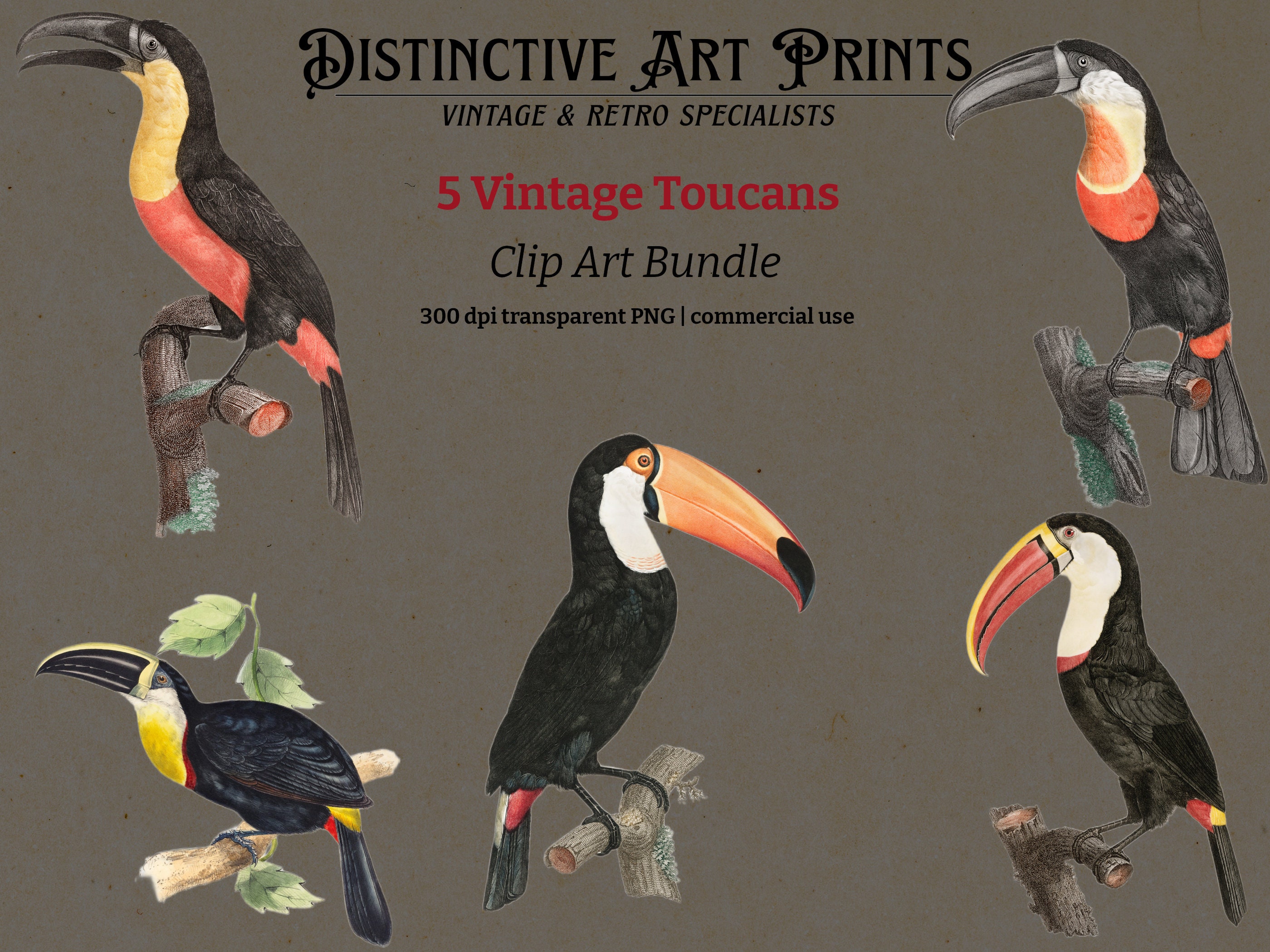 Vintage Toucans Digital Clip Art Bundle, 5 Toucans With Transparent ...