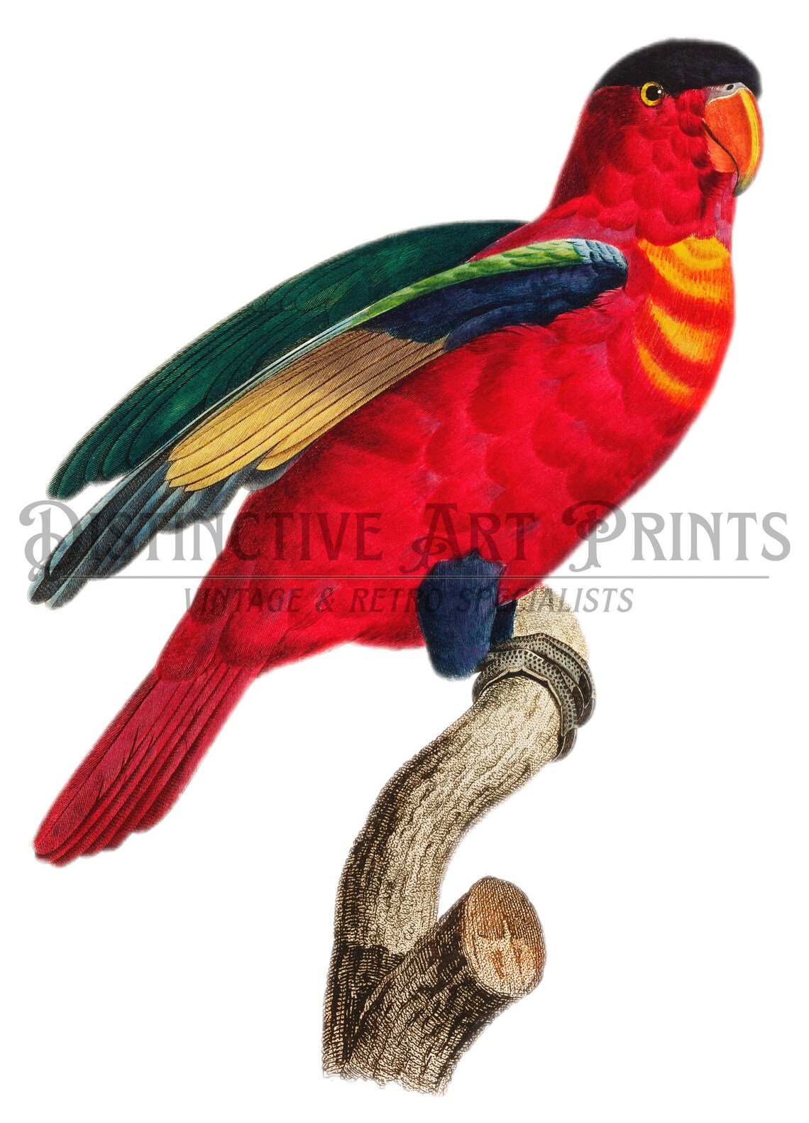 Parrot Clipart | 6 Vintage Red-colored Parrots | Digital Clip Art ...
