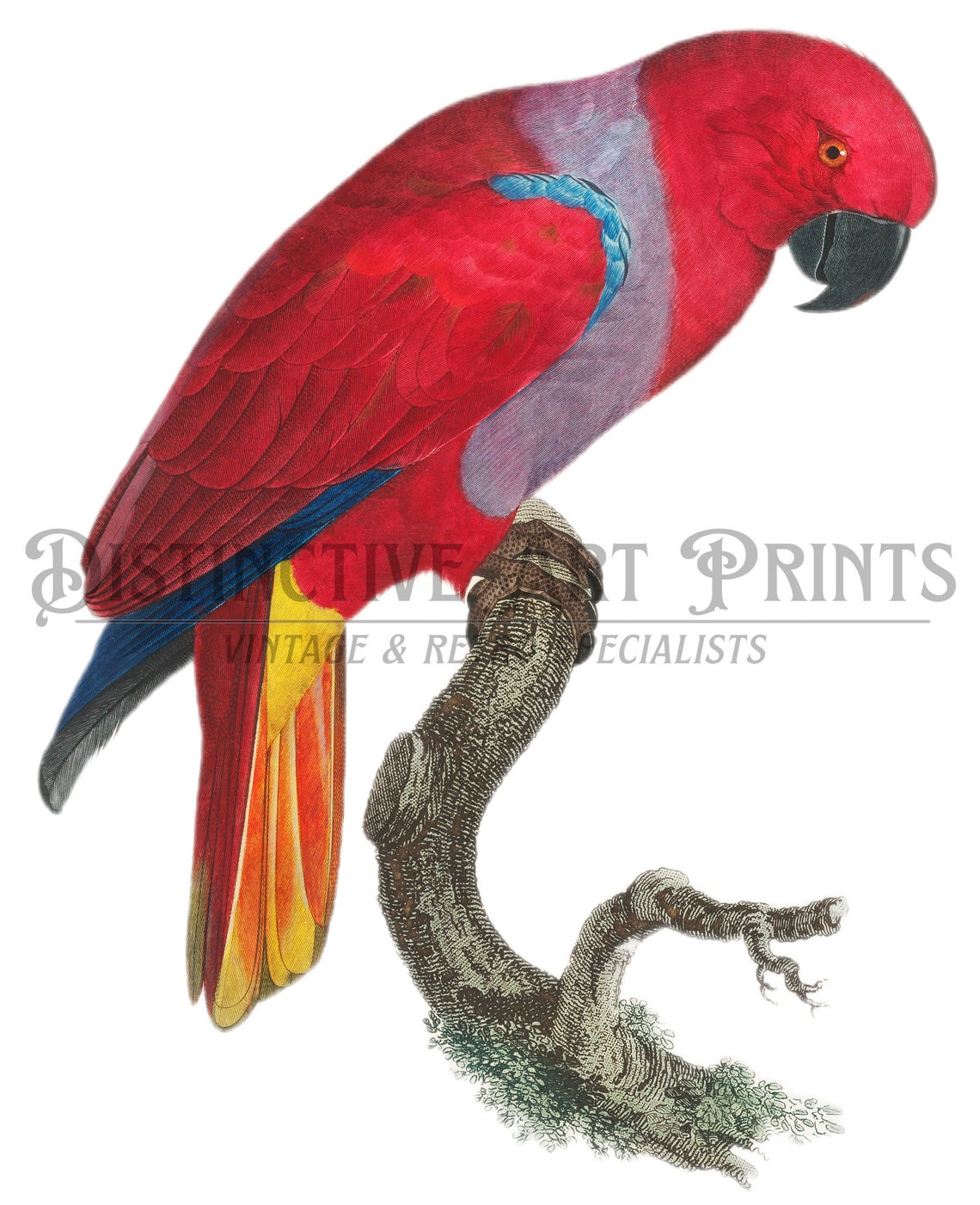 Parrot Clipart | 6 Vintage Red-colored Parrots | Digital Clip Art ...