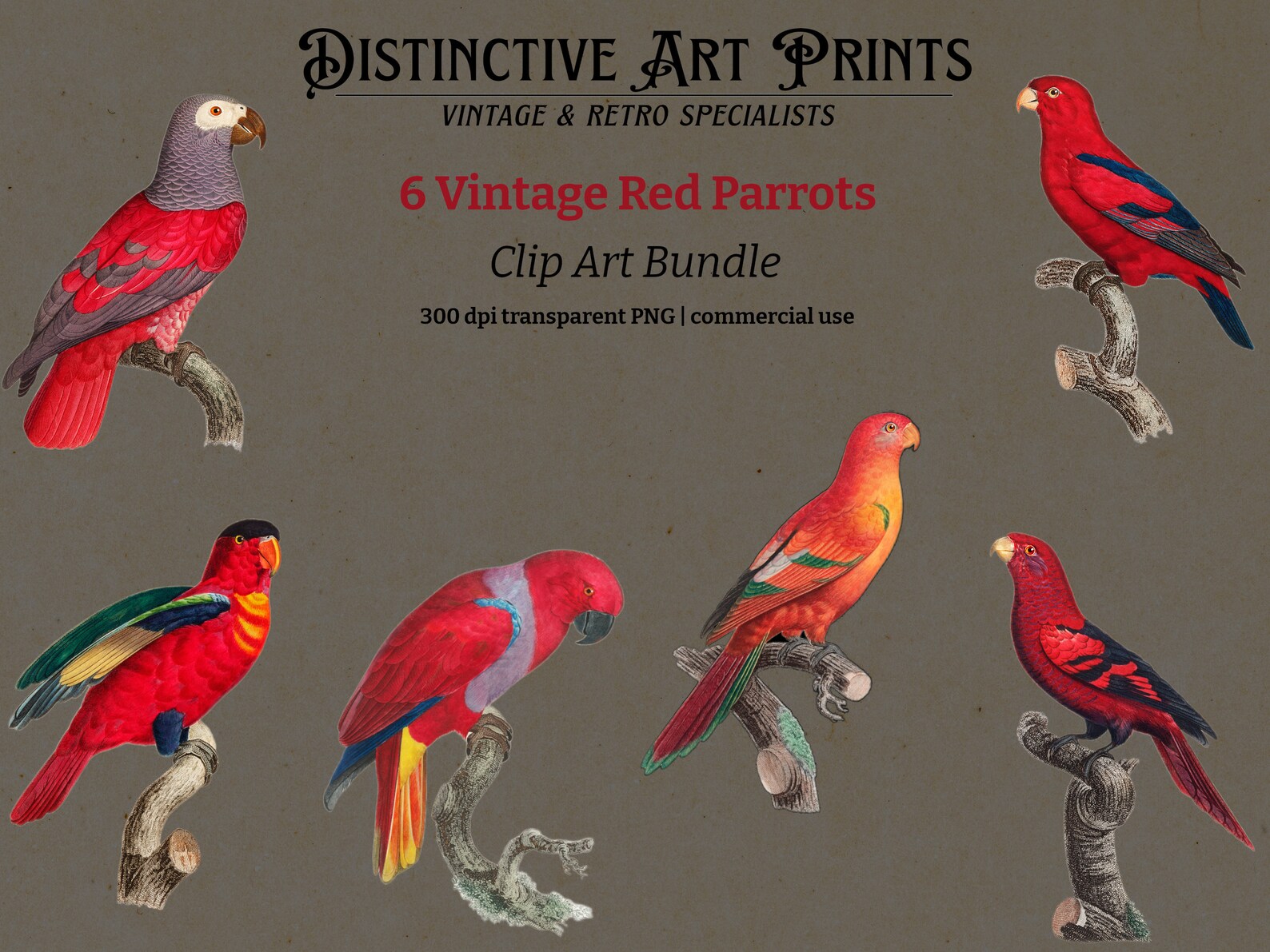 Parrot Clipart | 6 Vintage Red-colored Parrots | Digital Clip Art ...