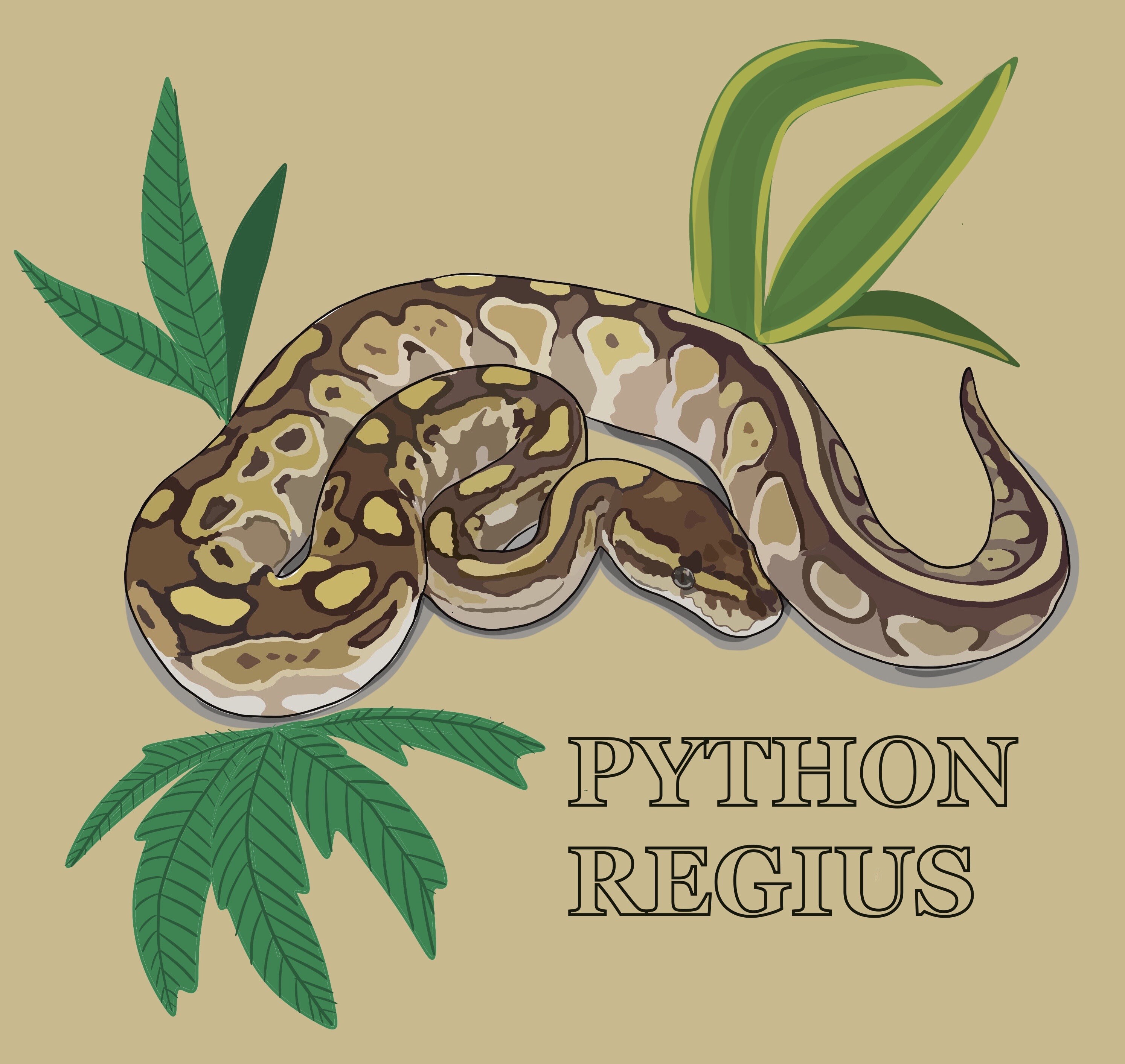 Python Regius Scientific Animal Name for Ball Python Snake - Etsy