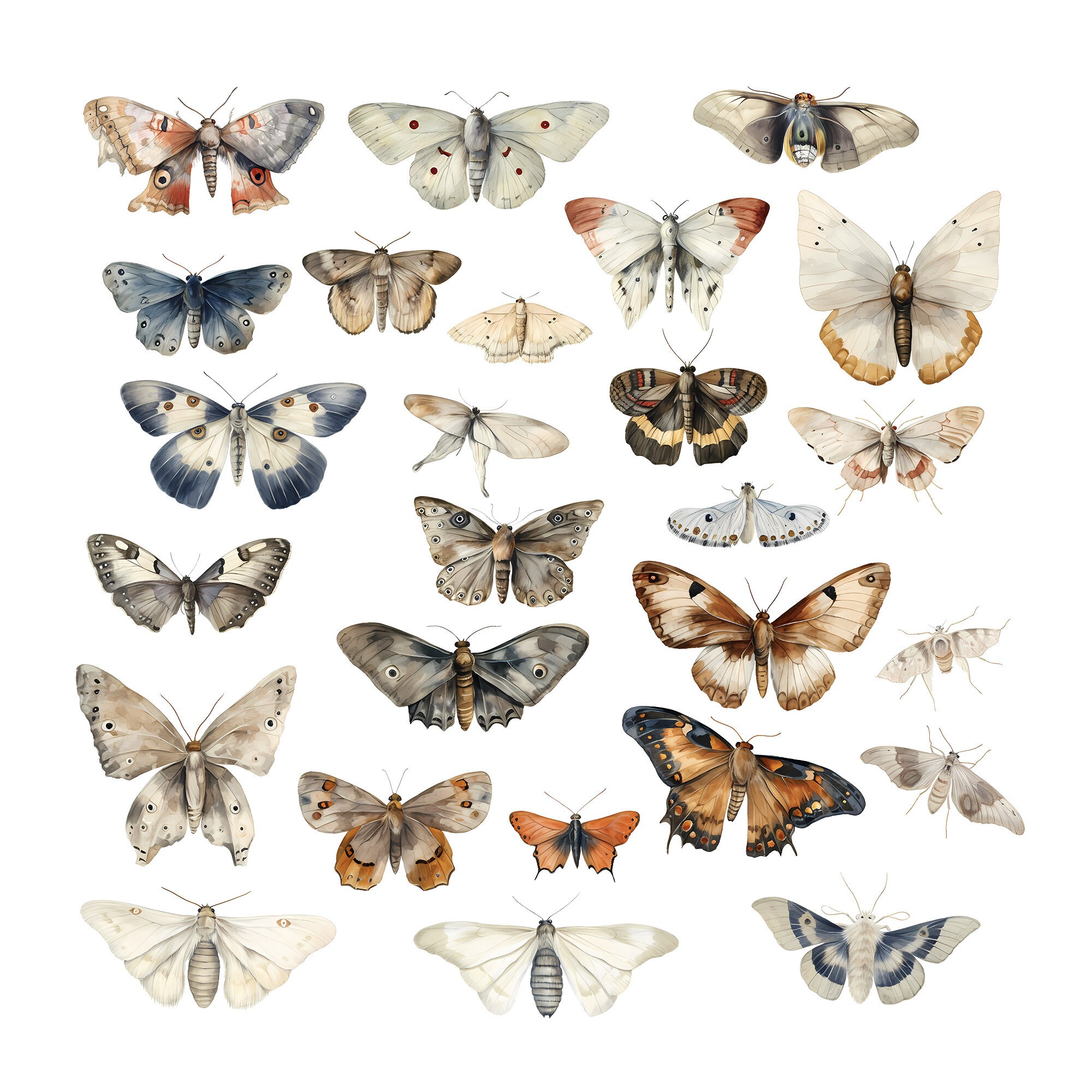 Celestial Moth Butterfly Clipart Natural Moth Clipart Butterfly Clipart ...