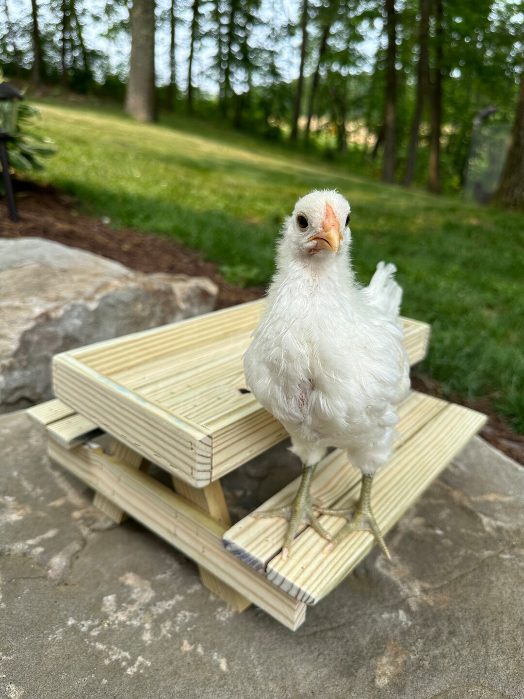 Chicken Picnic Table, Chicknic Table, Bird/squirrel Feeder - Etsy