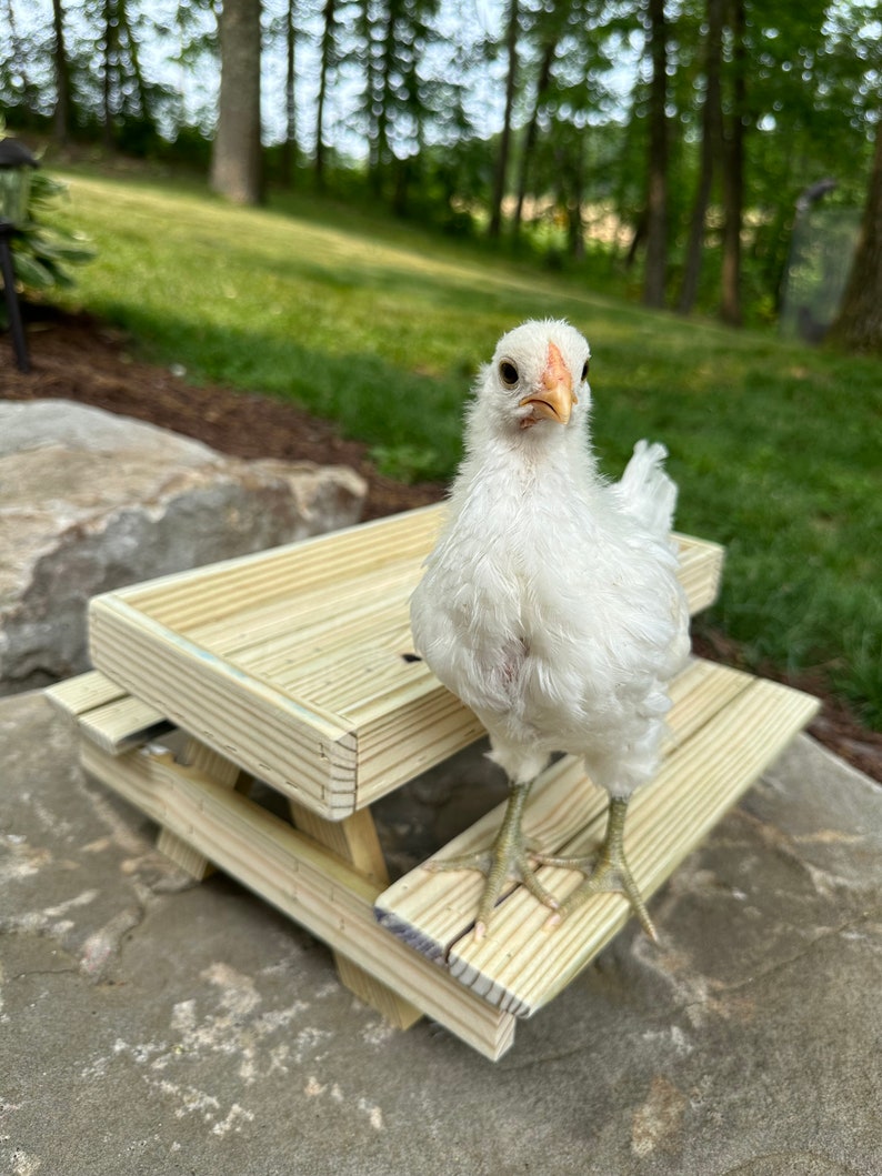 Chicken Picnic Table, Chicknic Table, Bird/squirrel Feeder - Etsy