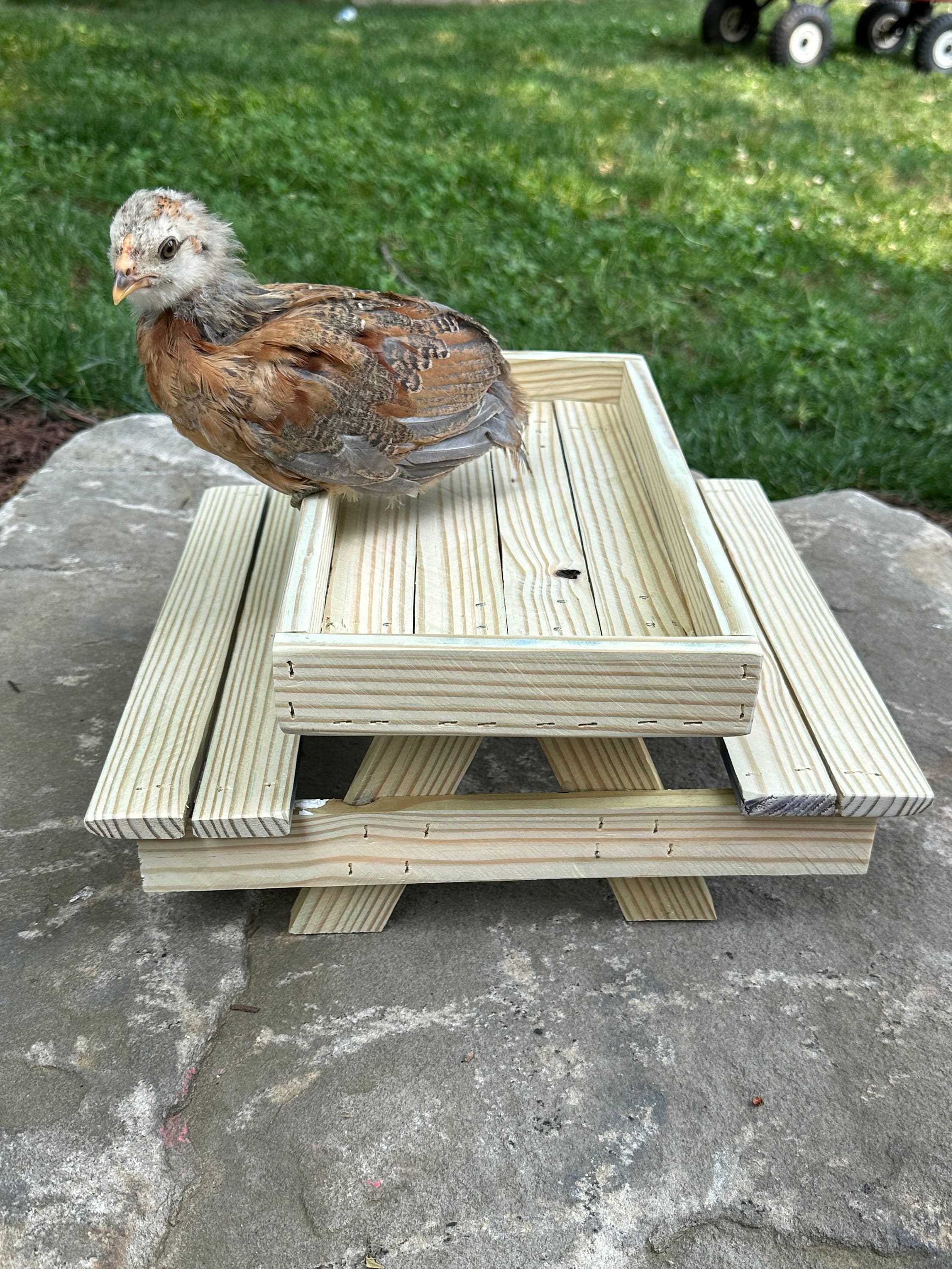 Chicken Picnic Table, Chicknic Table, Bird/squirrel Feeder - Etsy
