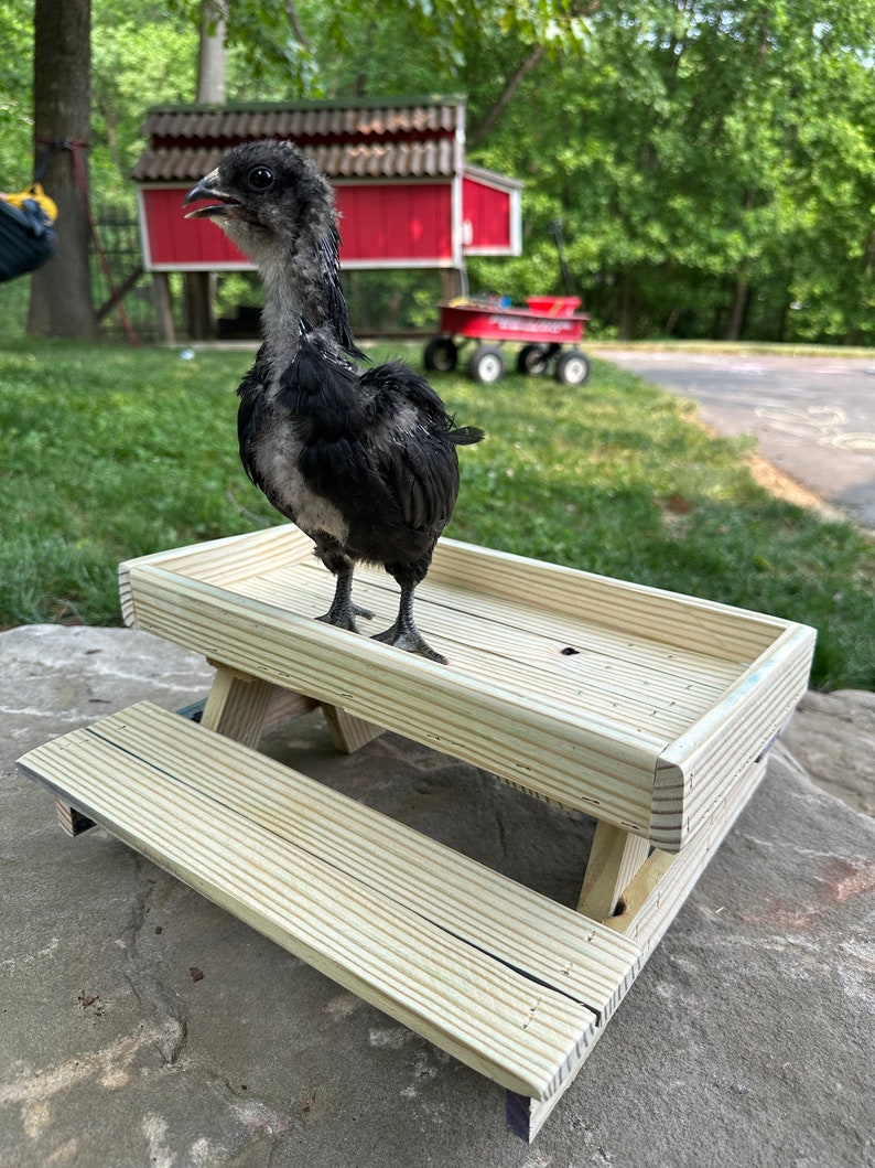 Chicken Picnic Table, Chicknic Table, Bird/squirrel Feeder - Etsy