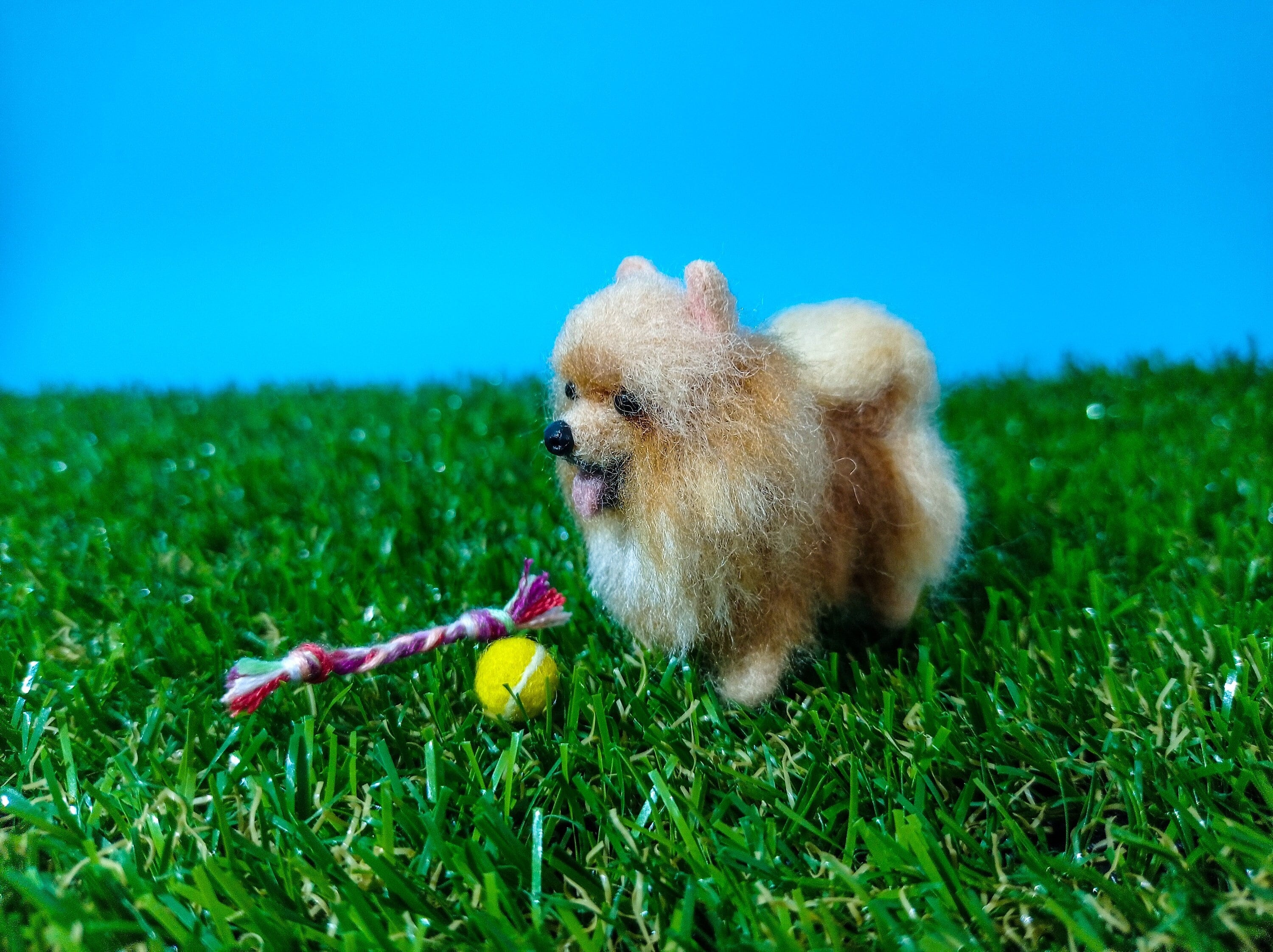 Miniature Spitz Dollhouse Little Dog 1:12 Miniature - Etsy