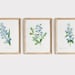 Blue Flower Botanical Prints Set: French Vintage Floral Art (digital ...