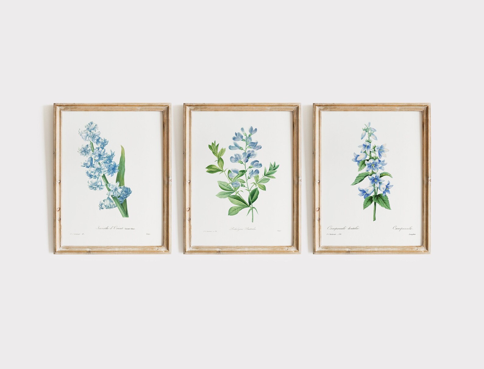 Blue Flower Botanical Prints Set: French Vintage Floral Art (digital ...