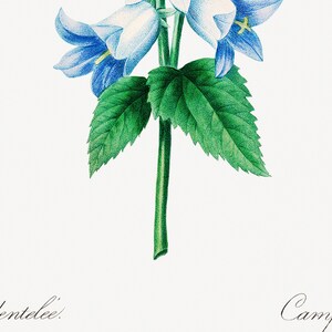 Blue Flower Botanical Prints Set: French Vintage Floral Art (digital ...