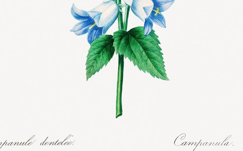 Blue Flower Botanical Prints Set: French Vintage Floral Art (digital ...