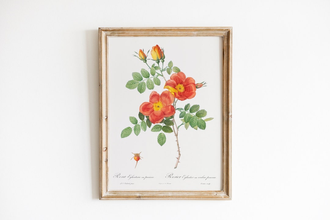 Rose Print Flower Painting Vintage Print Wall Art Digital Download Art ...