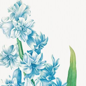 Blue Flower Botanical Prints Set: French Vintage Floral Art (digital ...