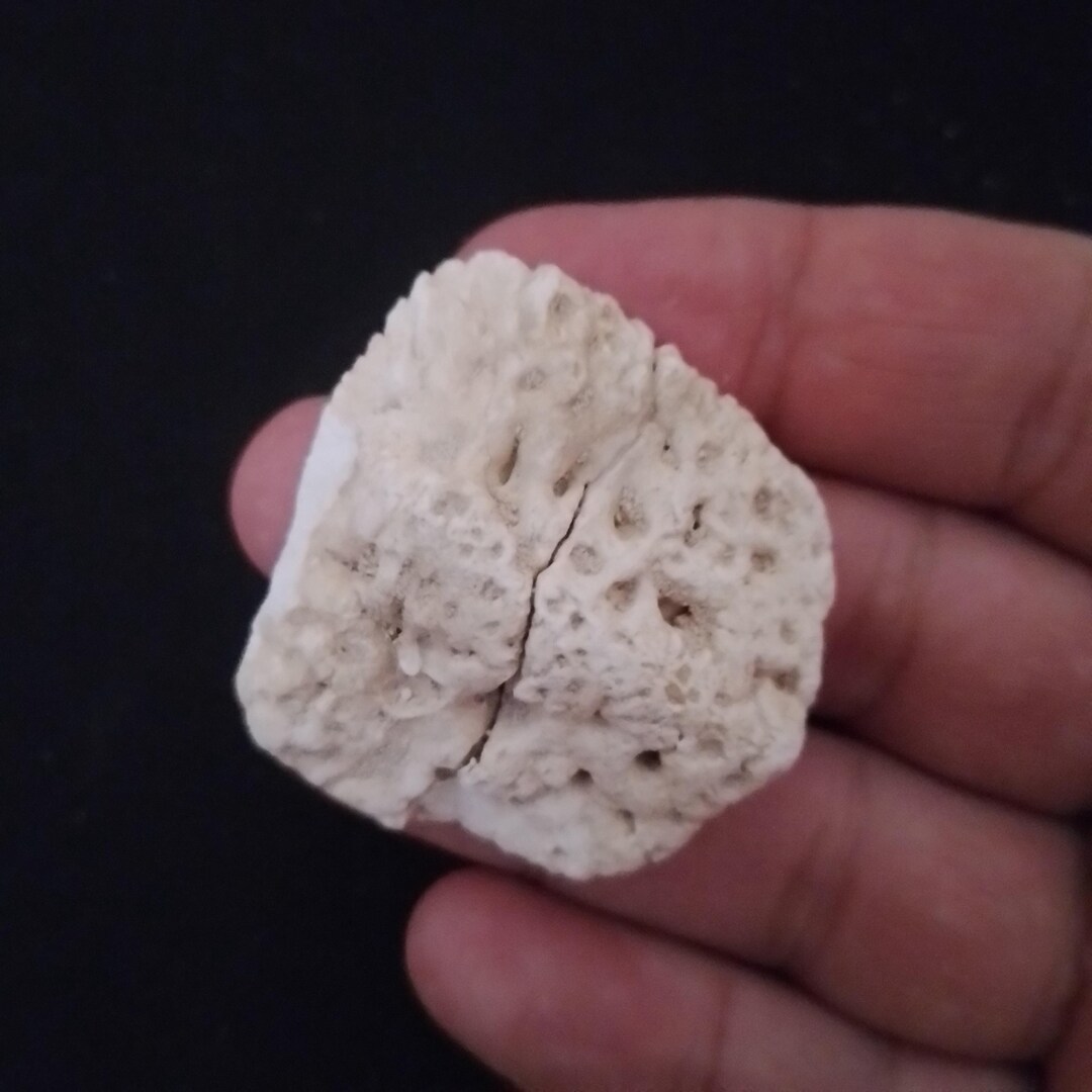 Crocodile Dermal Plate Fossil | 1.85 in | Prehistoric Armor Scute ...