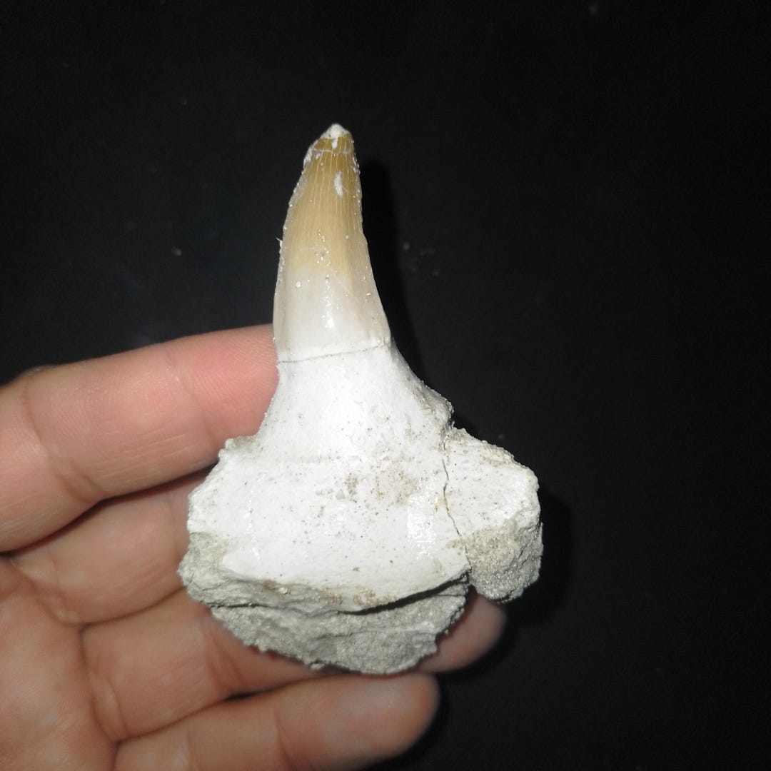 Mosasaurus Tooth Fossil (2.91 Inches) Authentic Cretaceous Marine ...