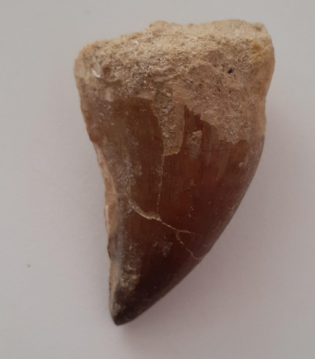 Real Mosasaurus Tooth Fossil – 1.97 Inches – Genuine Prehistoric Marine ...