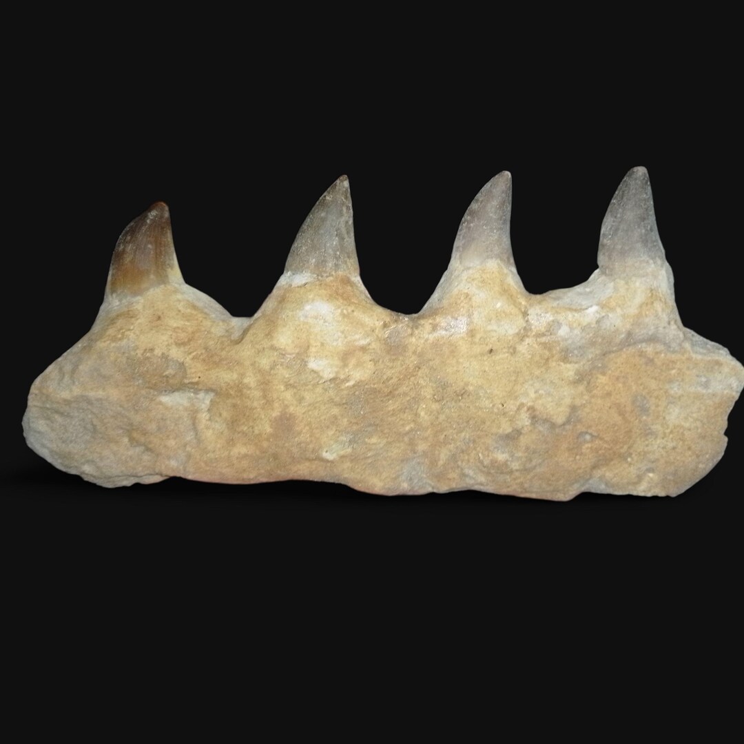 Real Mosasaurus Jaw Section With Teeth – Dinosaur Era Fossil ...