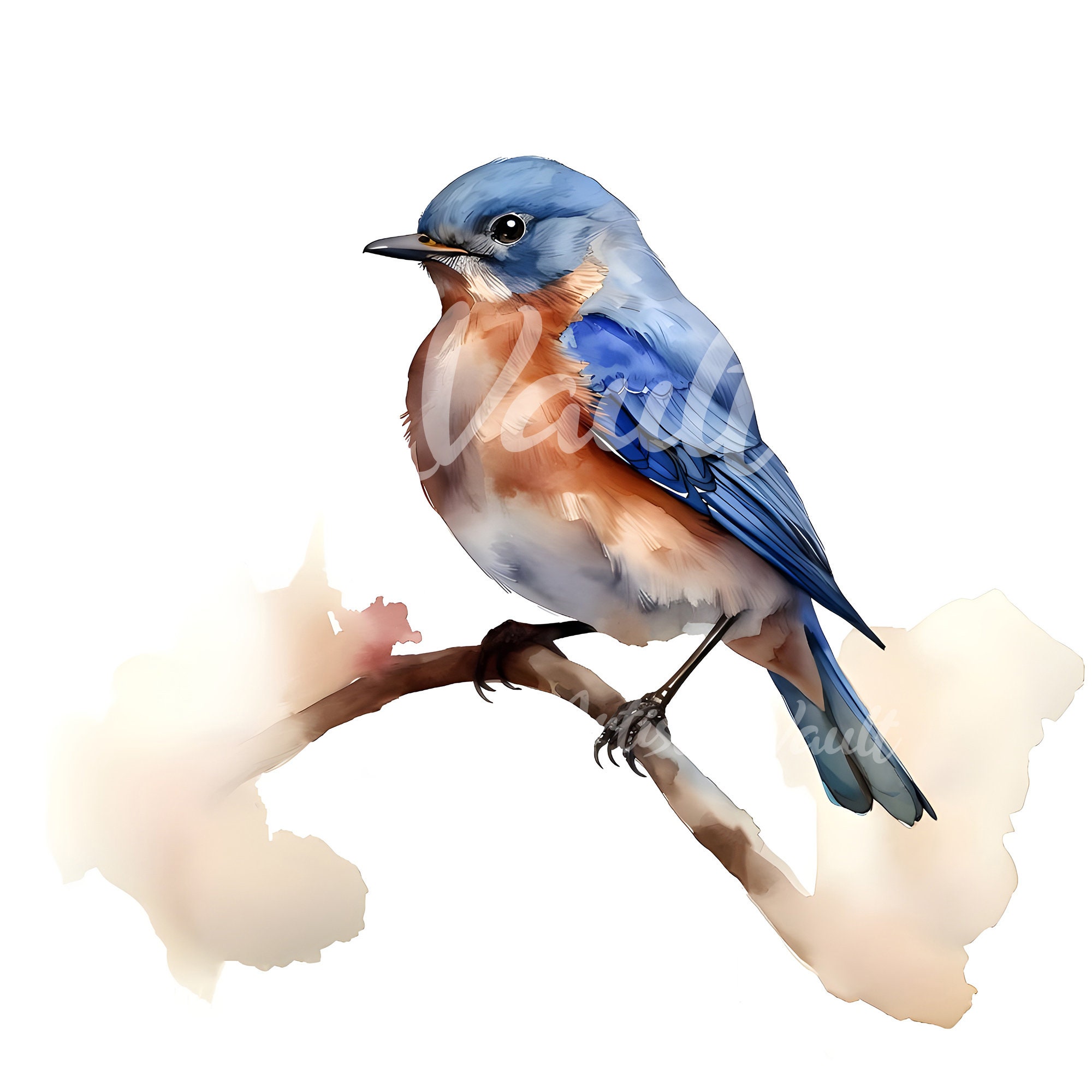 Eastern Bluebird Watercolor Clipart Woodland Bird JPG Set - Etsy