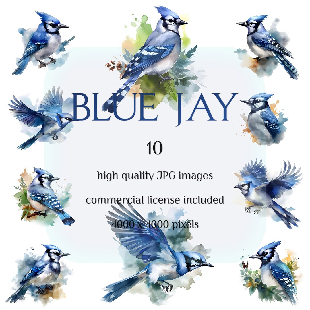 Blue Jay Watercolor Clipart Woodland Bird JPG Set DIY - Etsy