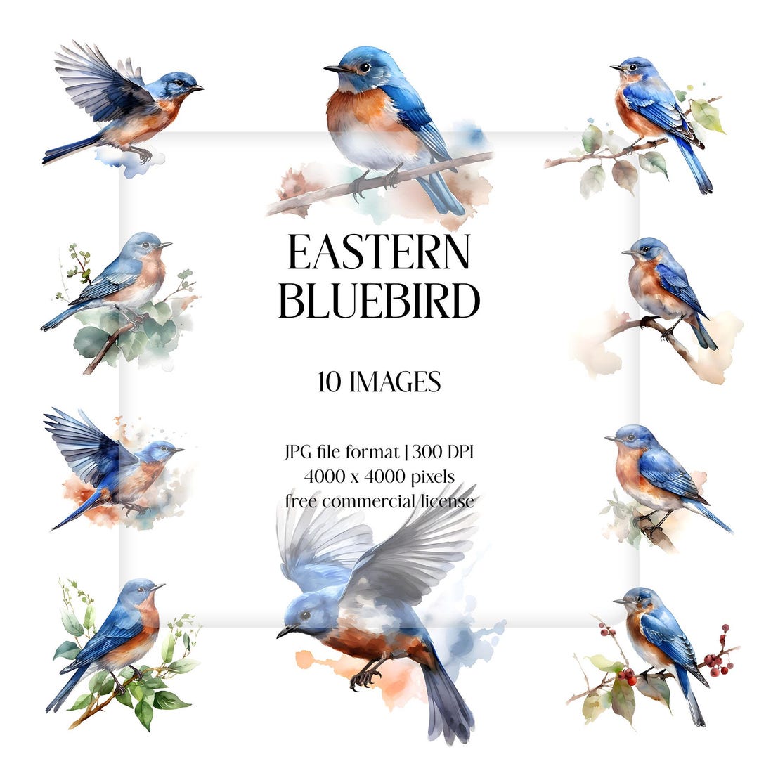 Eastern Bluebird Watercolor Clipart | Bird JPG Set (digital Download ...