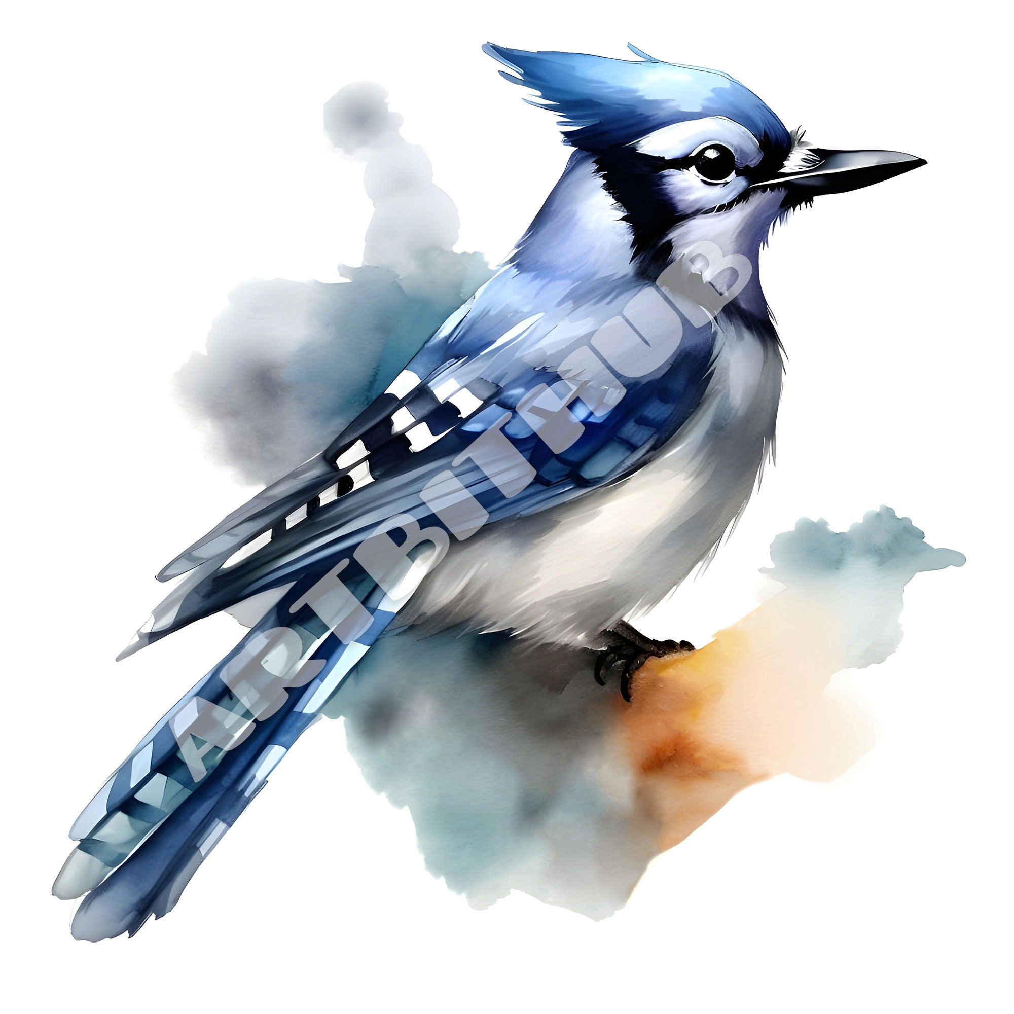 Blue Jay Watercolor Clipart | Woodland Bird JPG Set (digital Download ...