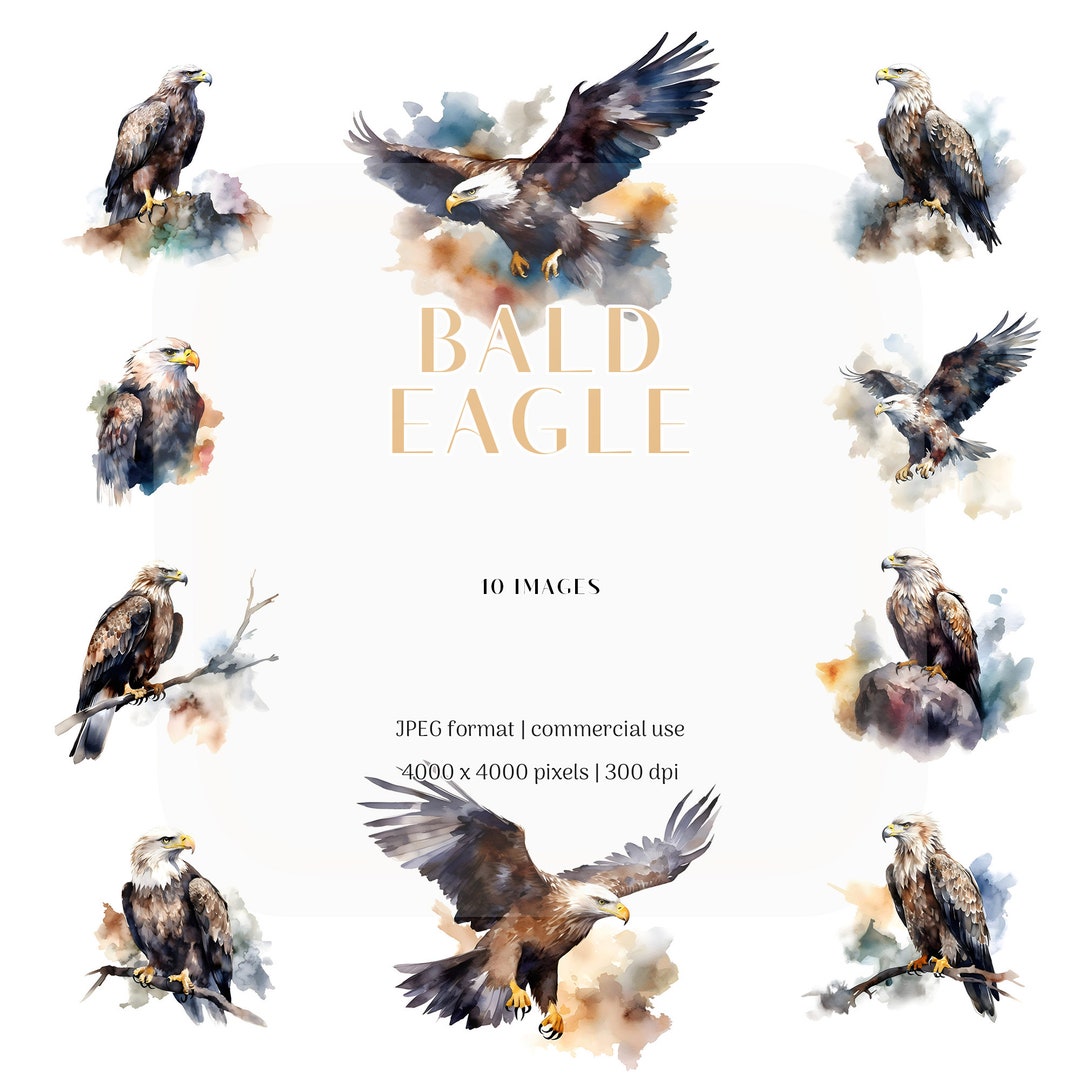 Bald Eagle Watercolor Clipart | Aquila Bird JPG Set | DIY Paper Craft ...