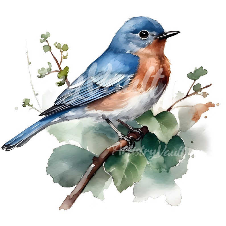 Eastern Bluebird Watercolor Clipart Woodland Bird JPG Set - Etsy