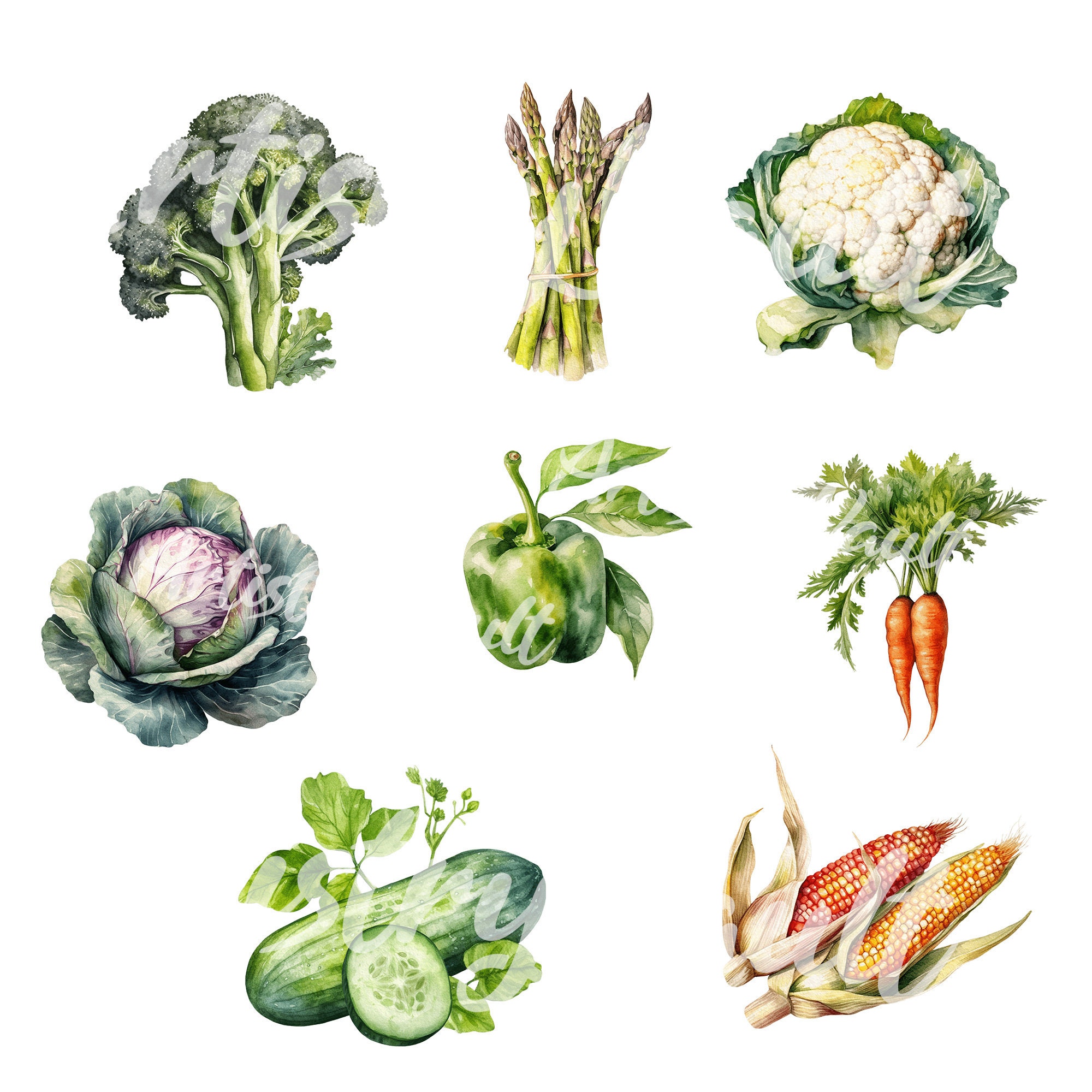 Vegetables Watercolor Clipart Veggies Collection Culinary Plants Set ...
