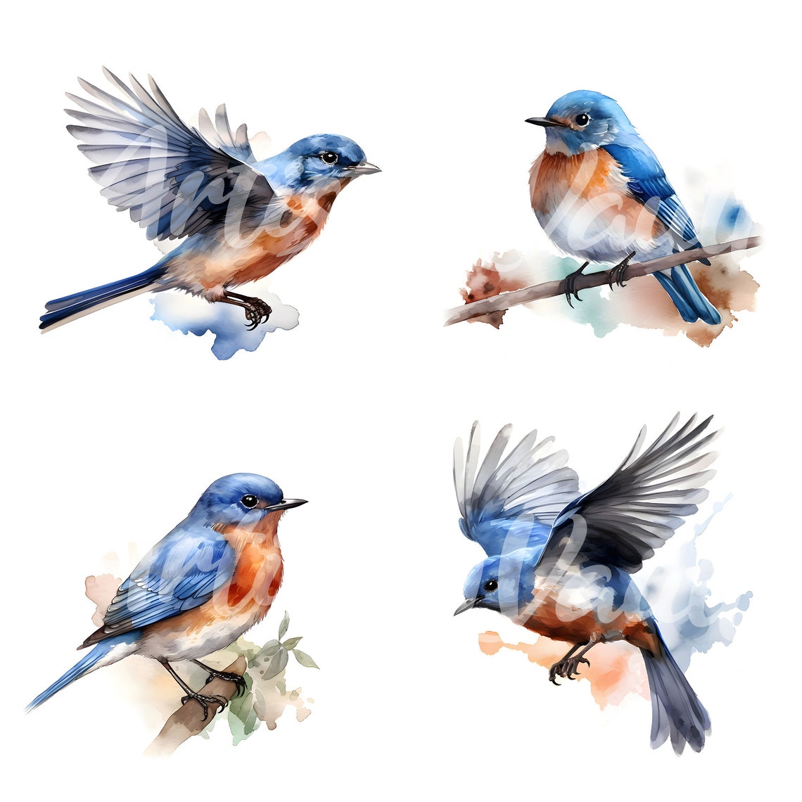 Eastern Bluebird Watercolor Clipart Woodland Bird JPG Set - Etsy