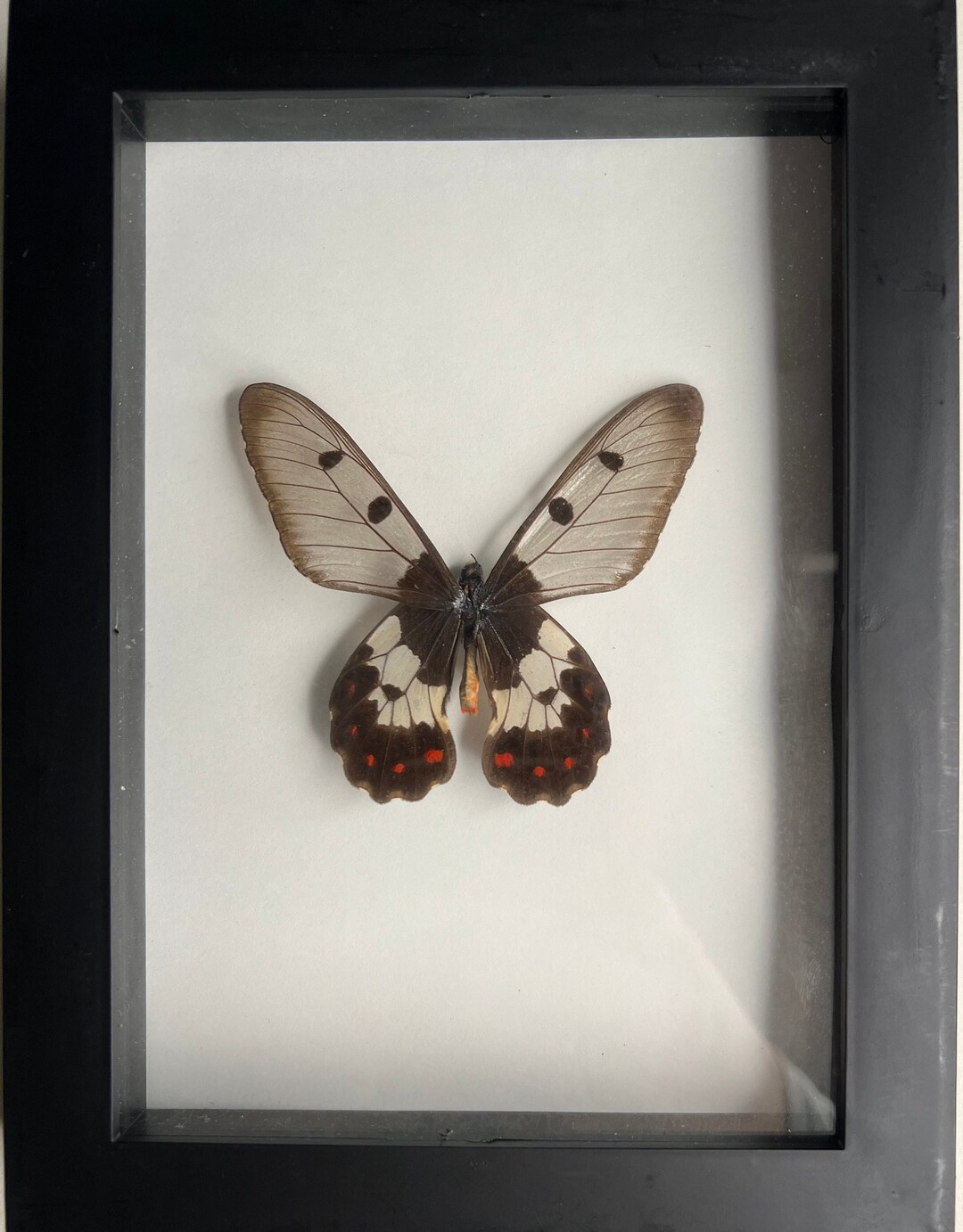 Clearwing Swallowtail Cressida Cressida, Real Framed Butterfly - Etsy
