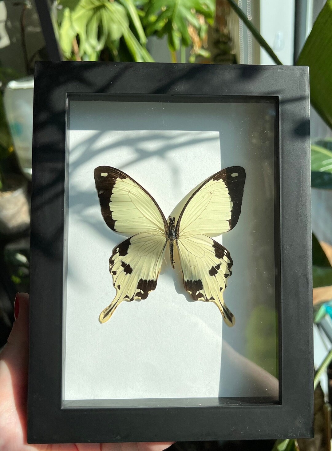 Flying Handkerchief - Papilio Dardanus, Real Framed Butterfly - Etsy