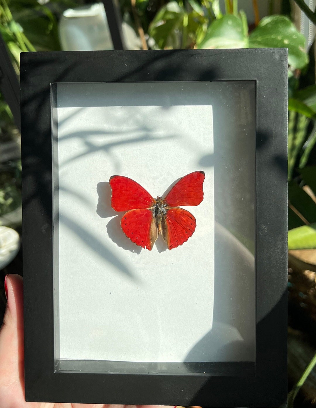 Blood-red Glider - Cymothoe Sangaris, Real Framed Butterfly - Etsy
