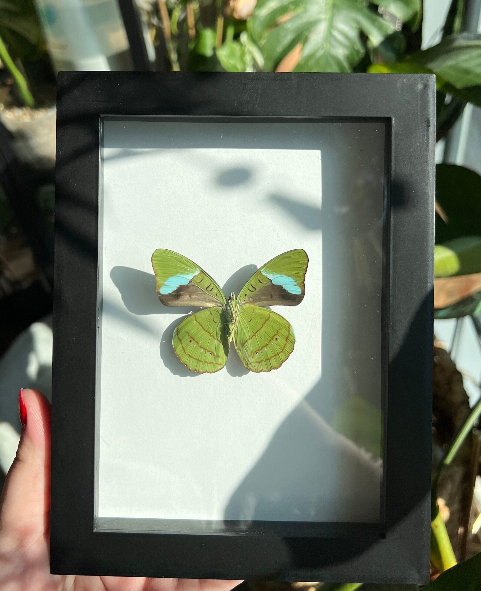 Hewitsons Olivewing Nessaea Hewitsoni, Real Framed Butterfly - Etsy
