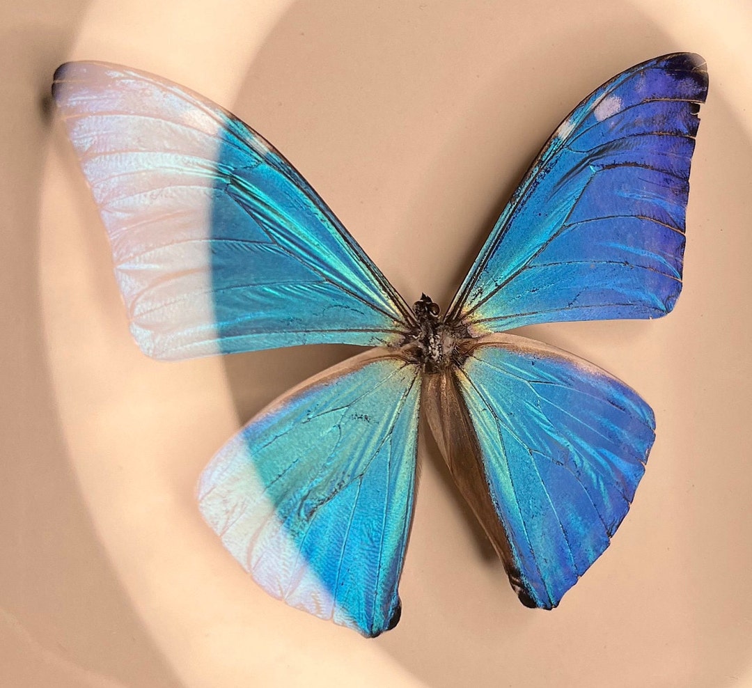 Morpho Adonis, Real Framed Butterfly - Etsy